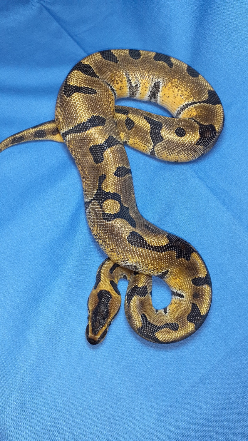 Super Enchi Het Albino Ball Python by Skip's Termite Mound - MorphMarket