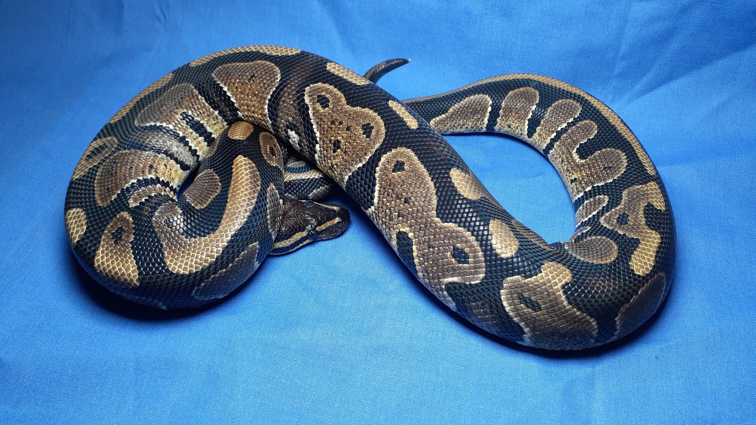 STM Granite Het Piebald Ball Python by Skip's Termite Mound - MorphMarket