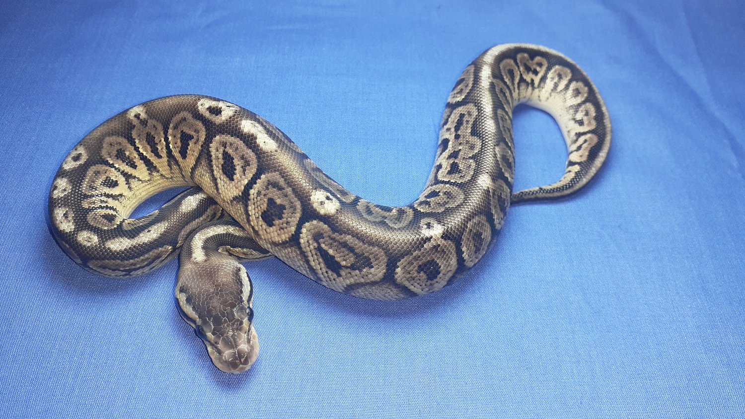 Black Pewter Ball Python by Skip's Termite Mound - MorphMarket