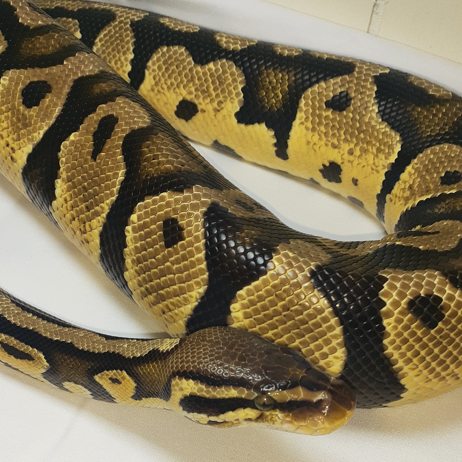 Pastel Het Clown Ball Python by Skip's Termite Mound - MorphMarket