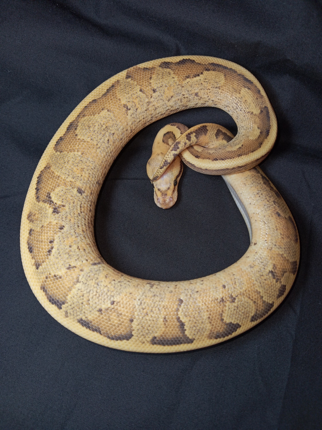 Vanilla Fire 50% OG 66% Clown Ball Python by Skip's Termite Mound ...