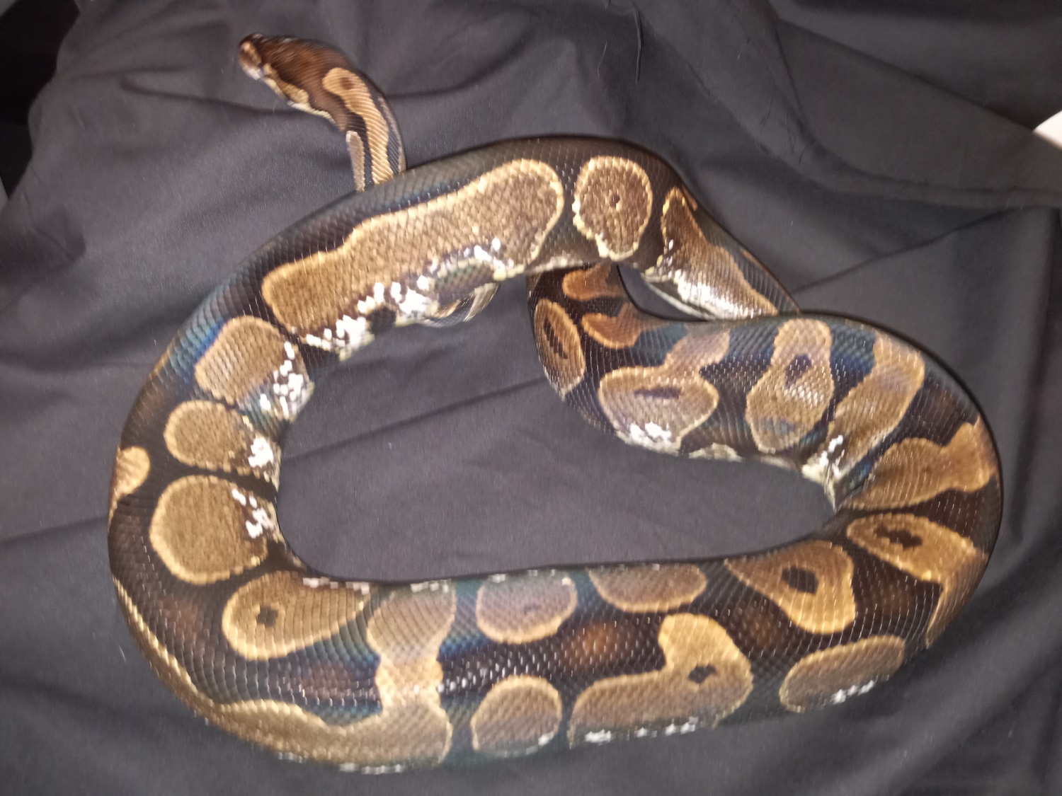 Calico Ball Python by Skip's Termite Mound - MorphMarket