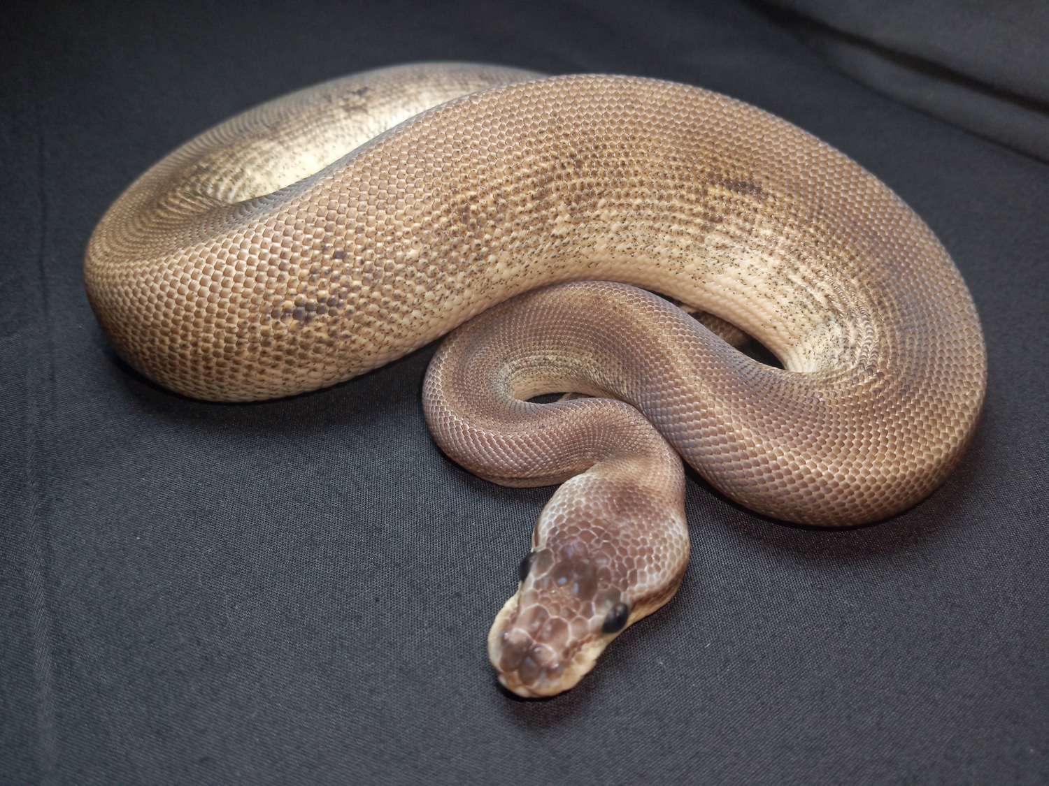 Black Pewter Mahogany Ball Python by Skip's Termite Mound - MorphMarket