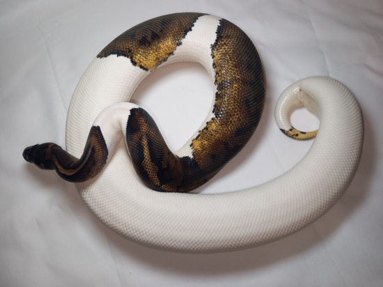 STM Granite Pied Ball Python by Skip's Termite Mound
