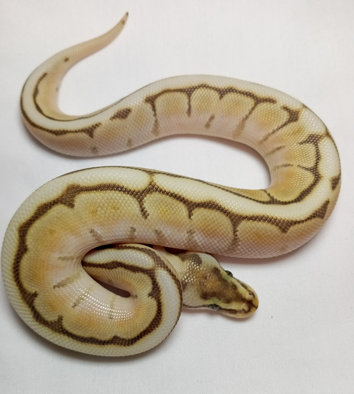 Butter Or Russo Spider Het Orange Ghost Ball Python by Skip's Termite ...