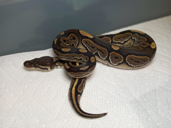 Cinnamon Dinker Ball Python by Skip's Termite Mound