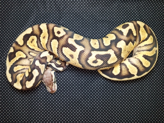 Firefly 66% Het Clown 50% Het Orange Ghost Ball Python by Skip's ...