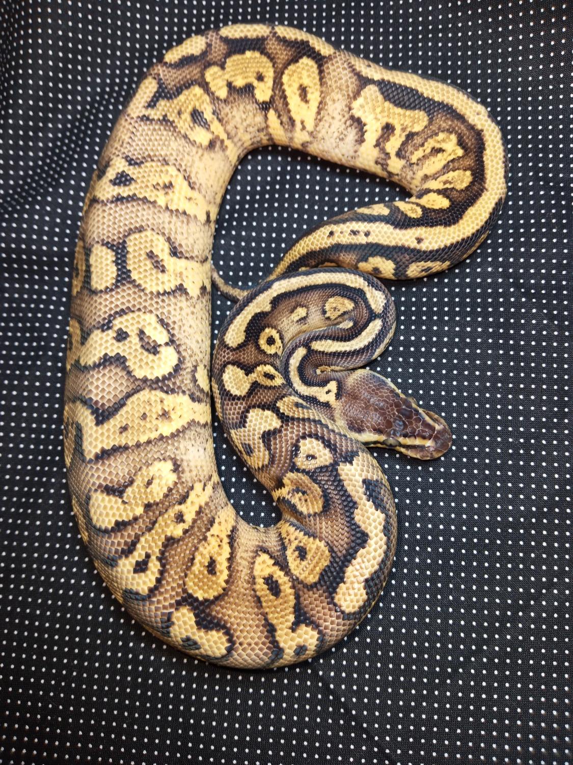 Super Pastel Mahogany Belly Ball Python by Skip's Termite Mound ...