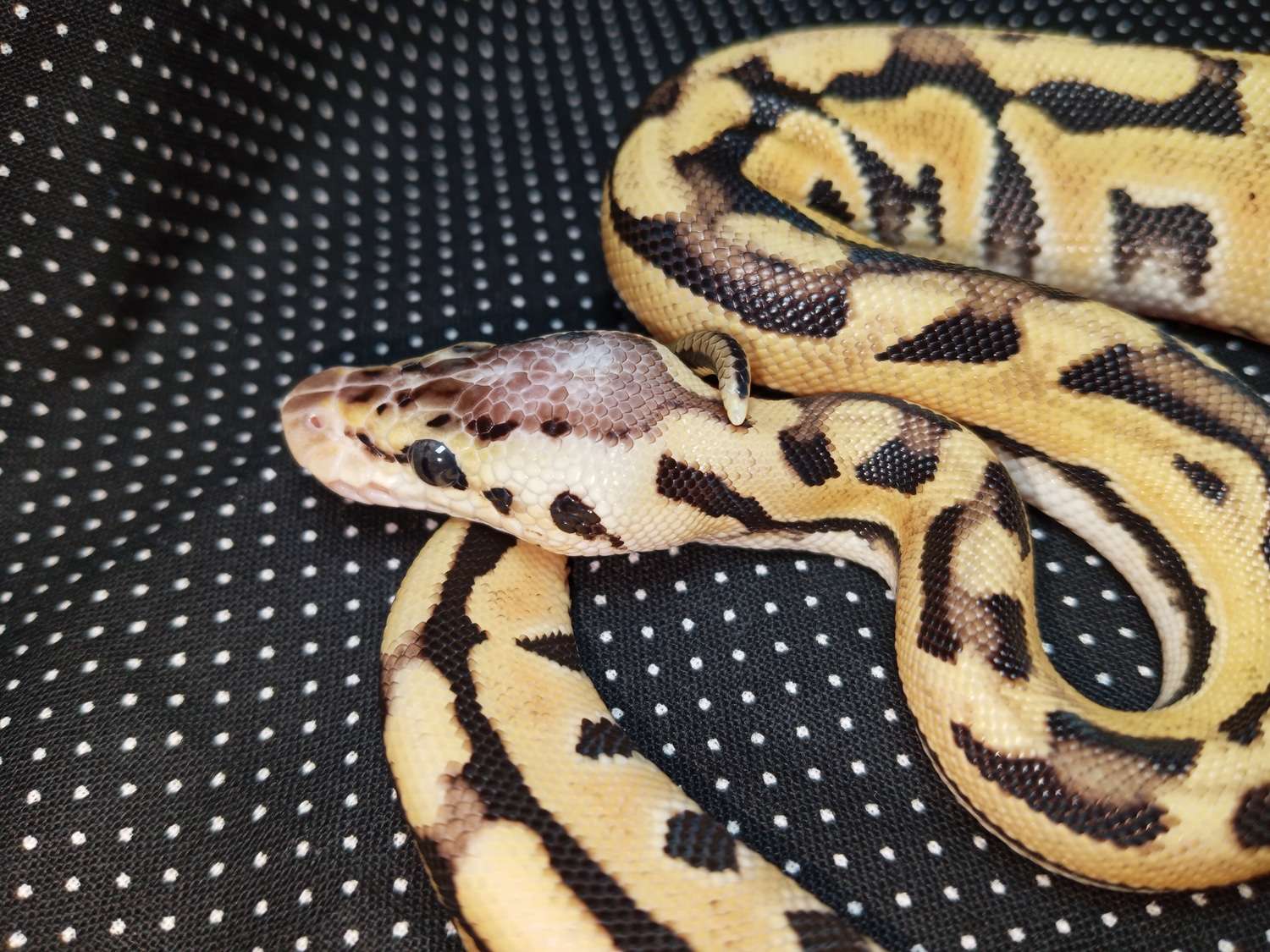 Pastel Puzzle Ball Python by Skip's Termite Mound - MorphMarket