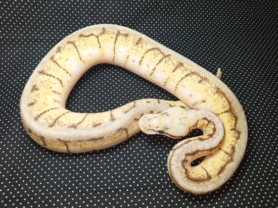 Super Pastel Spider Pinstripe Het TSK Axanthic Ball Python by Skip's ...