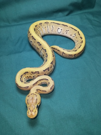 Fire Pinstripe Dinker Het Clown Ball Python by Skip's Termite Mound