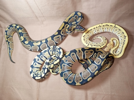 Fire Blade Dinker Pinstripe Het Clown Group Ball Python by Skip's ...