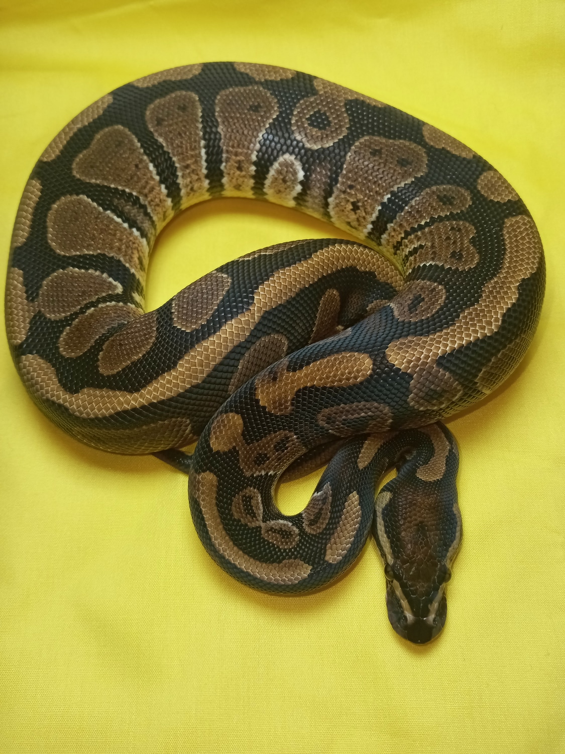STM Midnight Het Pied Het Hypo Ball Python by Skip's Termite Mound - MorphMarket