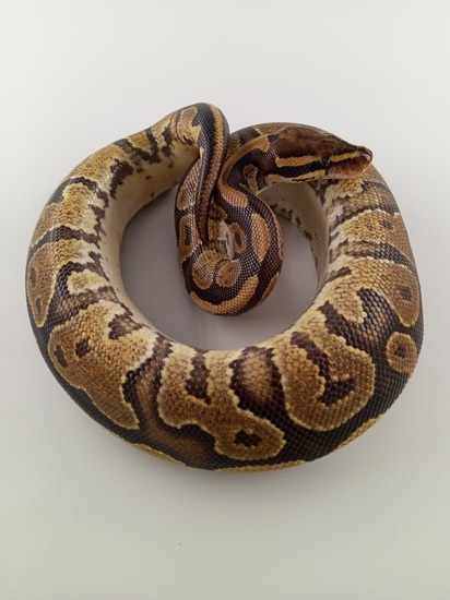 Fire Het OG Dinker Ball Python by Skip's Termite Mound