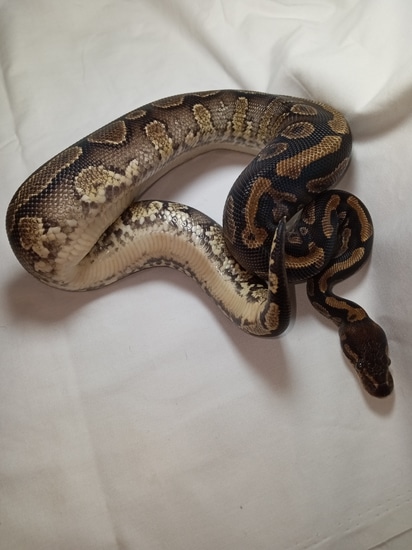 Mahogany Yellow Belly Ball Python by Skip's Termite Mound