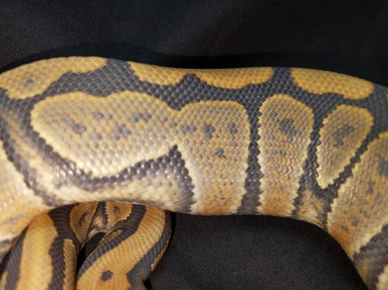 Orange Ghost Fire 50% Het Clown Ball Python by Skip's Termite Mound