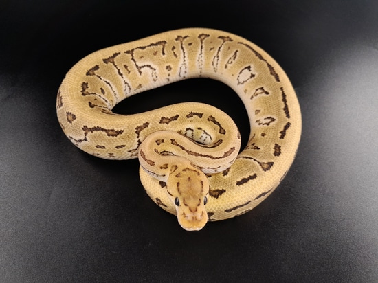 Crypton Fire Pinstripe Ball Python by Skip's Termite Mound