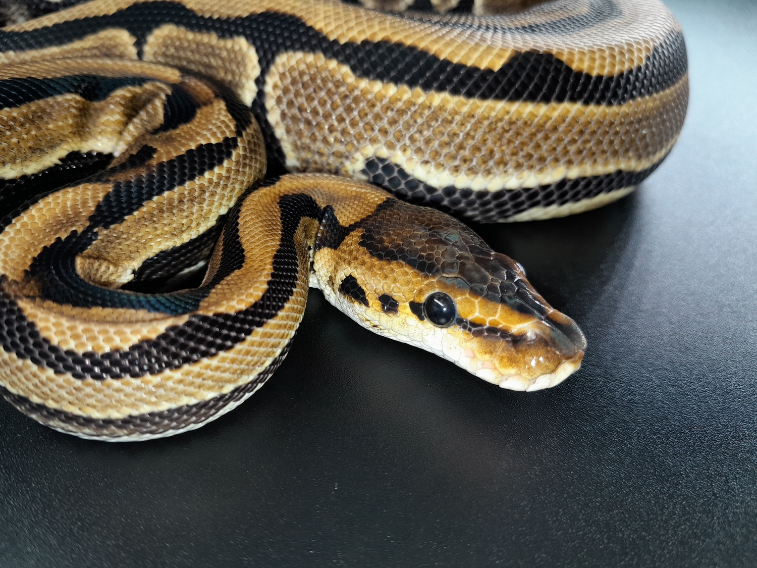 Puzzle Ball Python by Skip's Termite Mound - MorphMarket