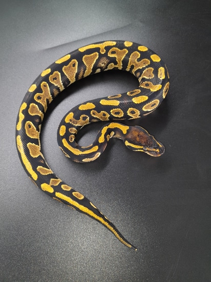 Gravel Het Clown Het Pied Ball Python by Skip's Termite Mound