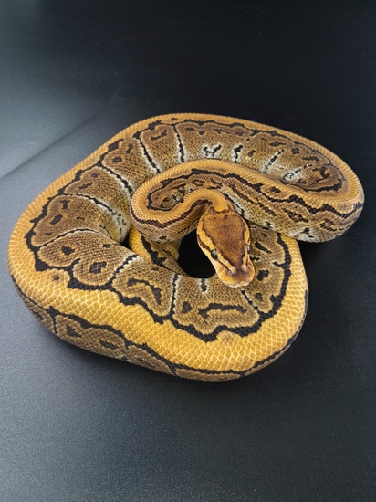 Pinstripe Het Clown 50% Het Orange Ghost Ball Python by Skip's Termite ...