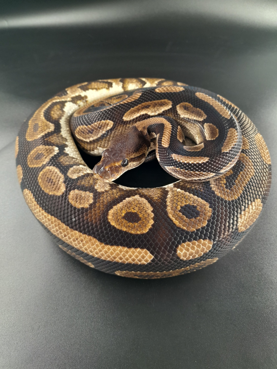 Cinnamon Het Pied Ball Python by Skip's Termite Mound - MorphMarket