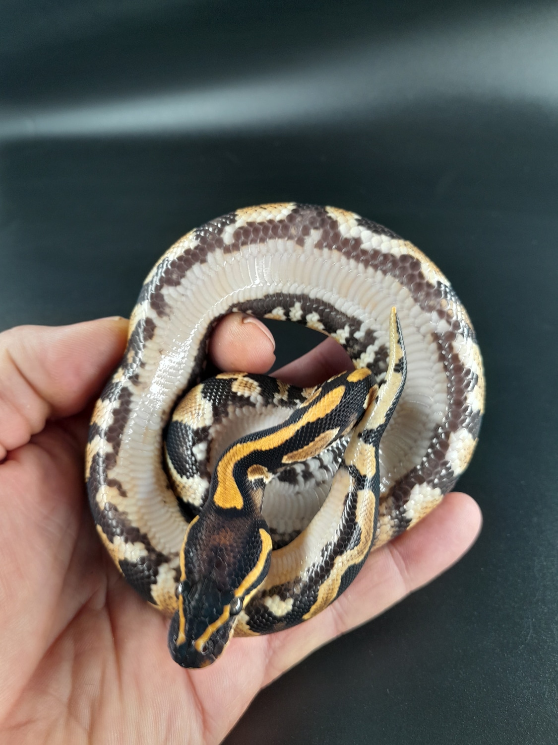 Gravel Het Pied Het Clown Ball Python by Skip's Termite Mound - MorphMarket