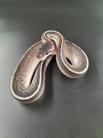 Black Pearl Ball Python by Skip's Termite Mound