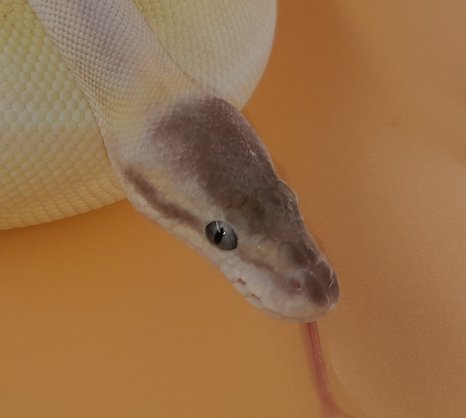 Super Mojave 66% Het Pied Dinker Ball Python by Skip's Termite Mound ...