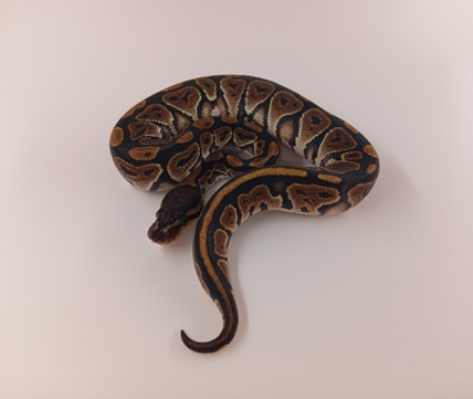 Highway Dinker Het Pied 50% Het Puzzle Ball Python by Skip's Termite ...