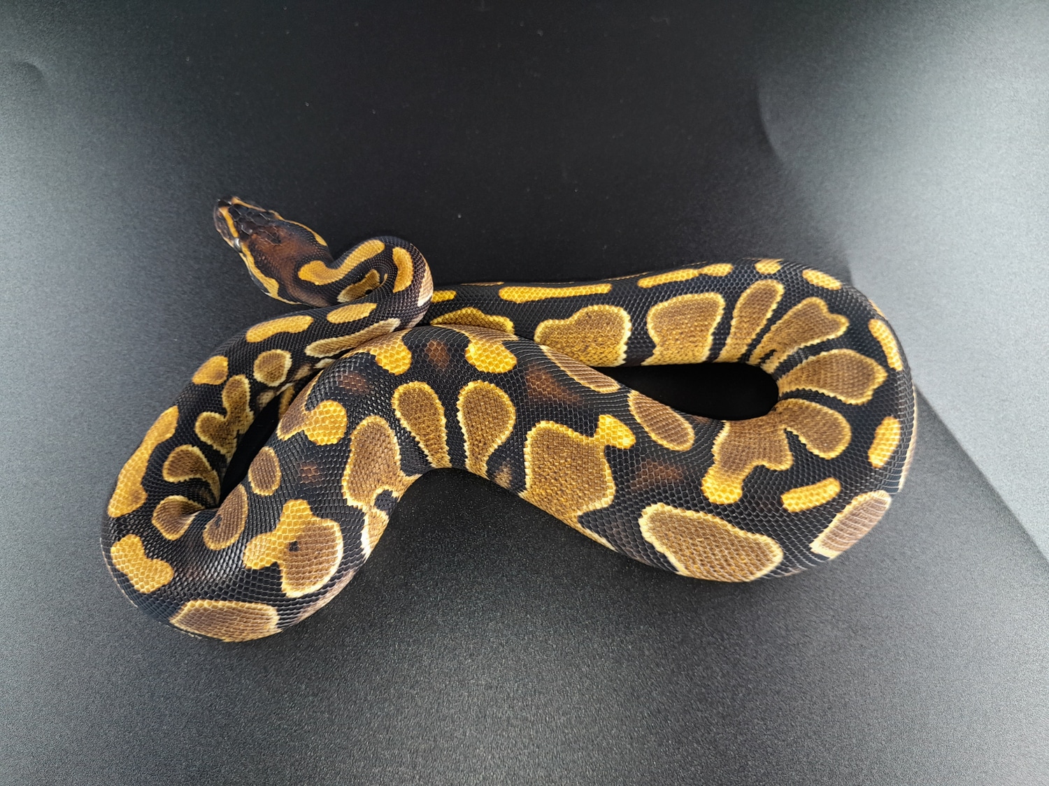 YB/Gravel Het Pied 50% Het Puzzle Ball Python by Skip's Termite Mound ...