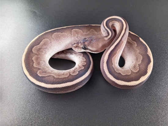 Black Pastel Huffman Ball Python by Skip's Termite Mound