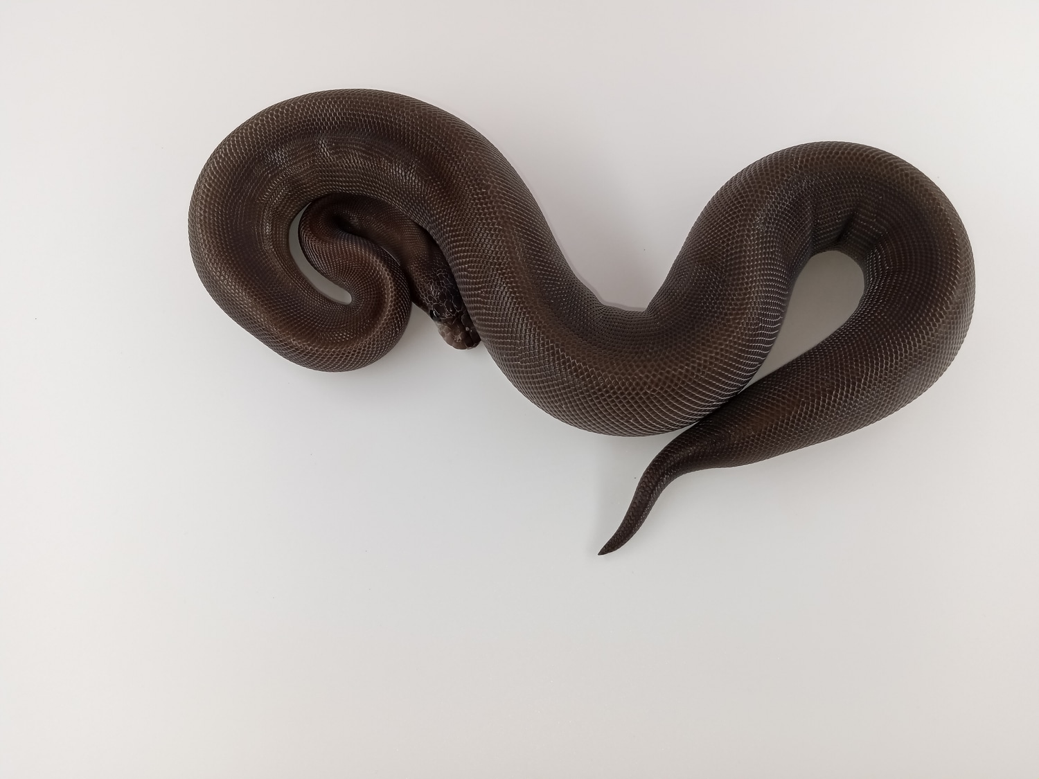 Super Black Pastel Ball Python by Skip's Termite Mound - MorphMarket