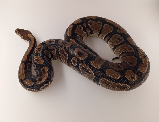 African Import #2 Ball Python by Skip's Termite Mound