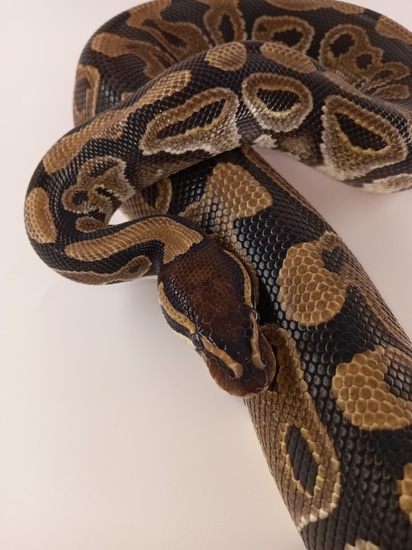 Het Clown 50% Het Hypo Ball Python by Skip's Termite Mound