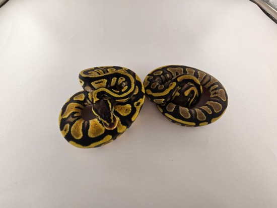 Midnight Pastel Het Pied Het Puzzle Pair Ball Python by Skip's Termite ...