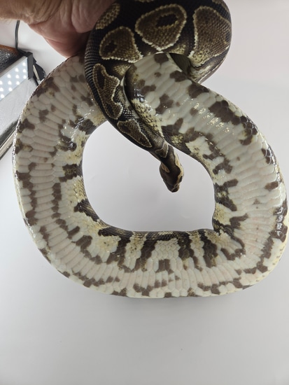 13 Eggs Ball Python by Skip's Termite Mound
