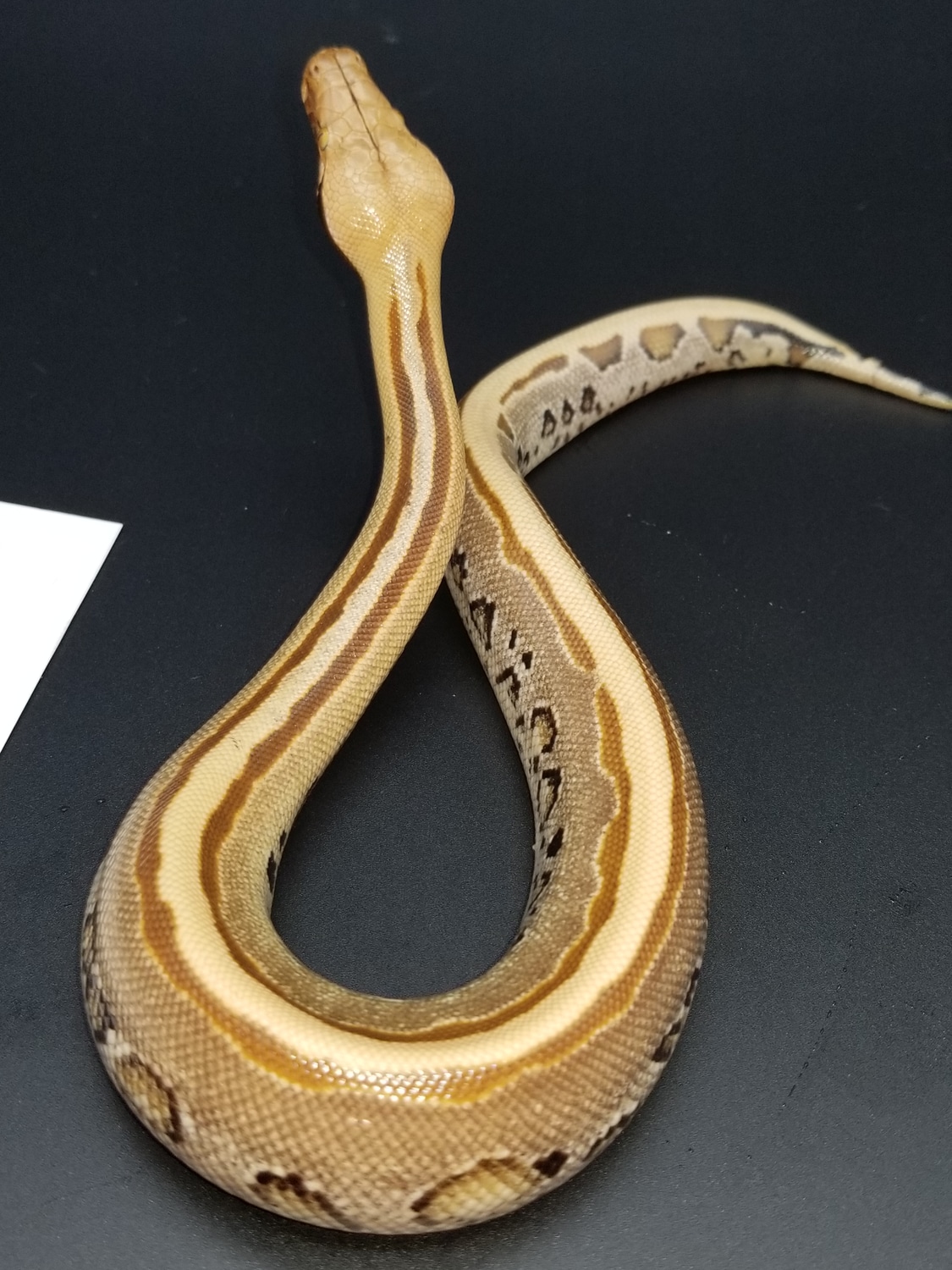Vpi Ultra Genetic Stripe Ghost/granite Borneo Short-Tailed Python by ...