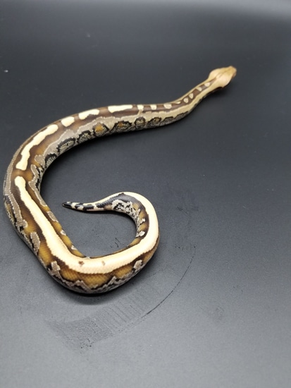 Genetic Stripe Granite / Ghost Borneo Short-Tailed Python by Kirranes ...