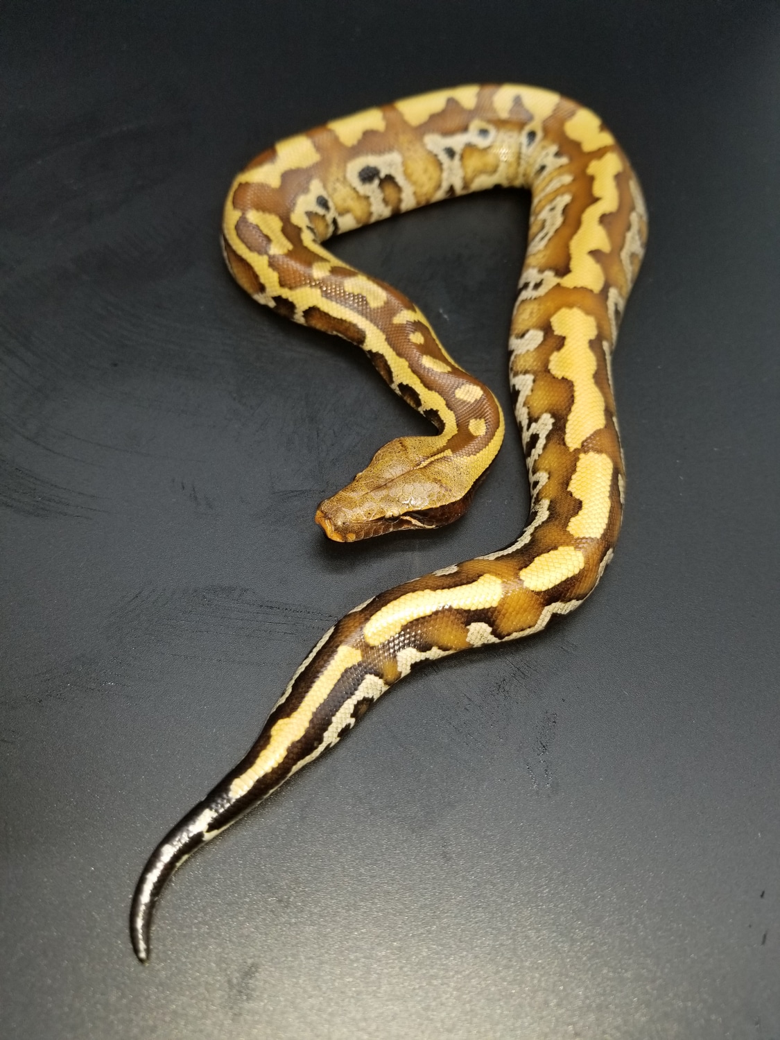 Red Blood Het T Pos. Matrix Blood Python by Kirranes cryptic ...