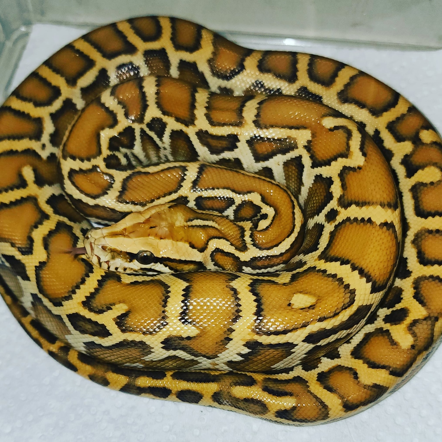 Caramel Burmese Python by Kirranes cryptic constrictors - MorphMarket