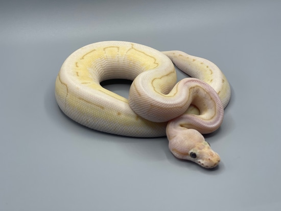 Pastel Lesser Spider Banana Pinstripe Ball Python by Swanz Exotics