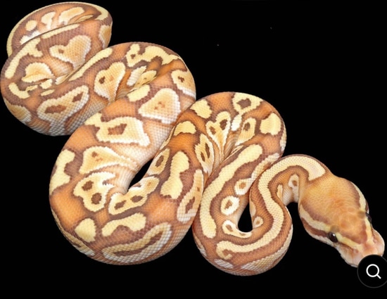 Banana Lesser Ball Python by Skittlez Morphz