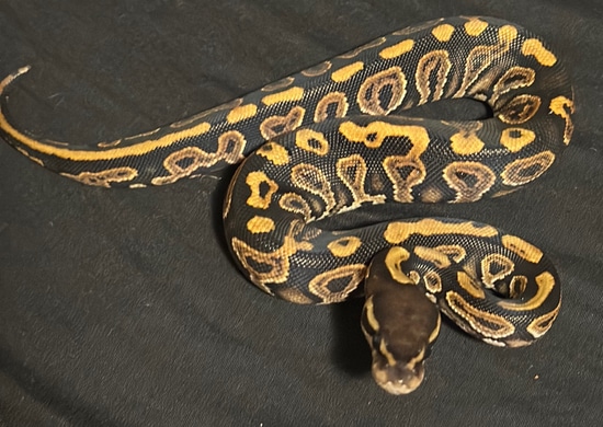 Black Pastel Yellowbelly Ball Python by Skittlez Morphz