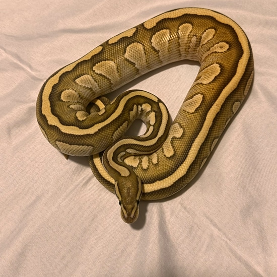 Lesser Fire 100%Het Clown Ball Python by Skittlez Morphz
