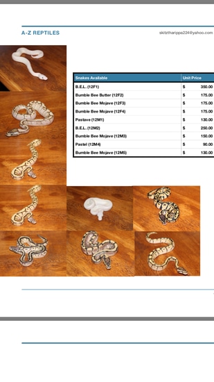 Mojave X Killer Queen Bee Ball Python by Skitz' Ball Pythons