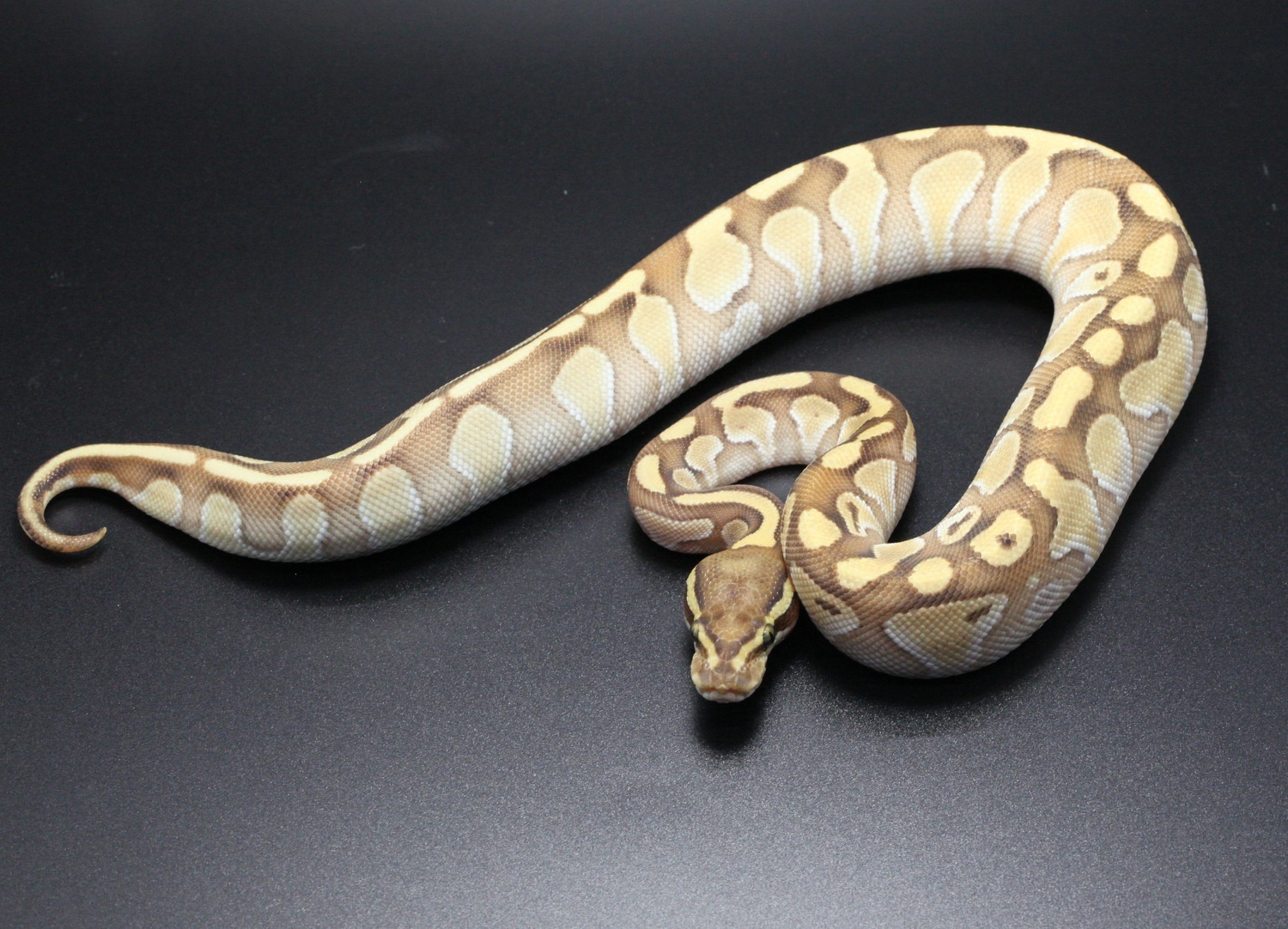 Lesser Enchi Het Albino Ball Python by Steven McDonald Reptiles ...