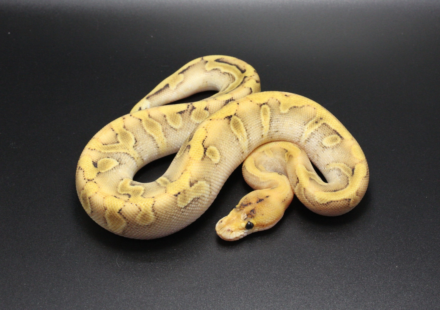 Champagne Enchi Het Clown Ball Python by Steven McDonald Reptiles ...