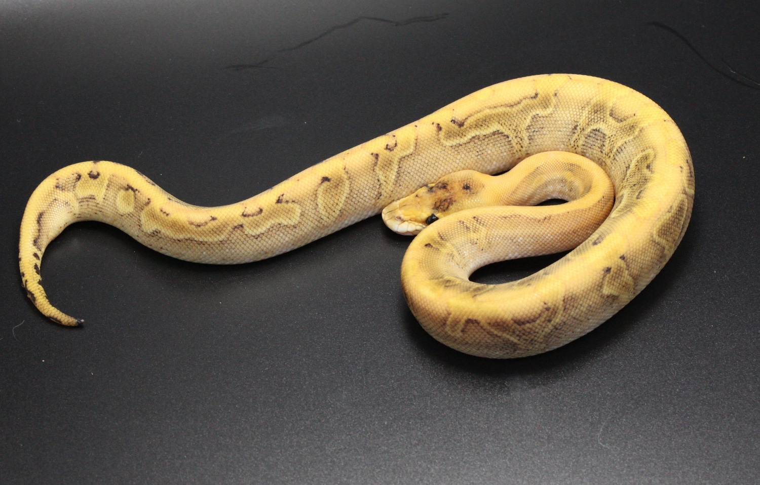 Champagne Enchi Het Clown Ball Python by Steven McDonald Reptiles ...