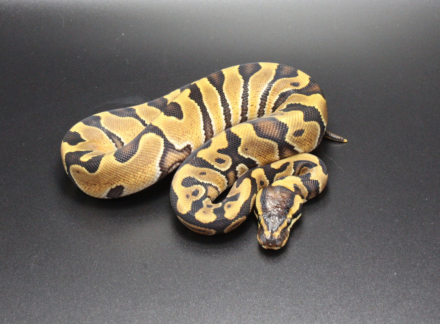 Enchi Het Clown Ball Python by Steven McDonald Reptiles - MorphMarket