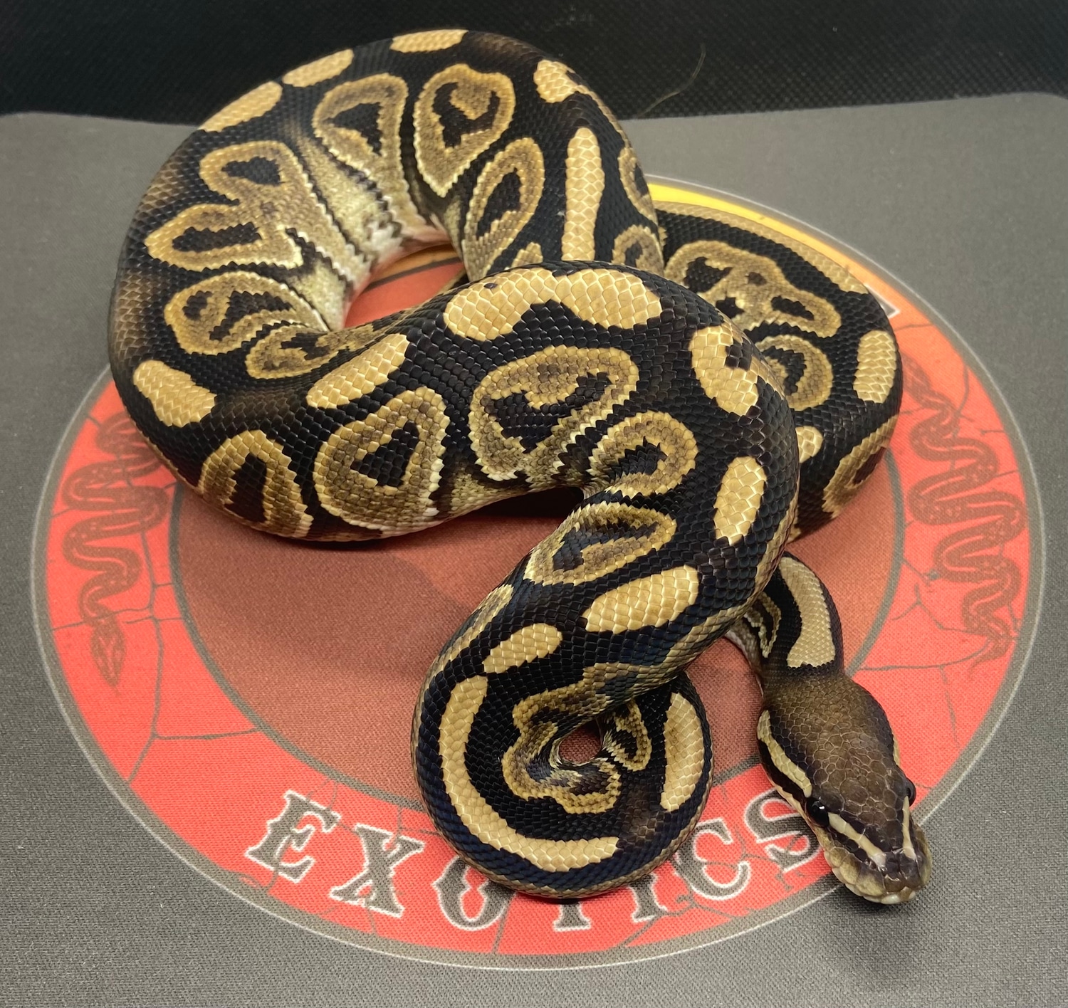 Black Pastel Het Genetic Stripe Het Ghost 50% Het VPI Axanthic Ball ...